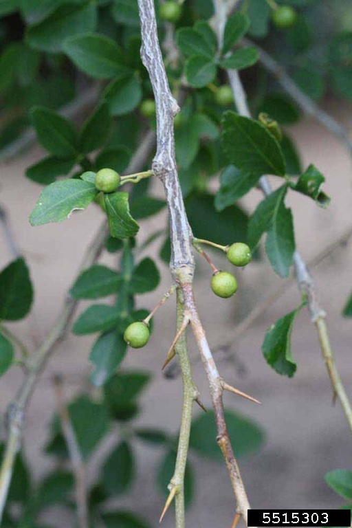 Hesperethusa crenulata (Naringi crenulata cv. Hesperethusa crenulata ...