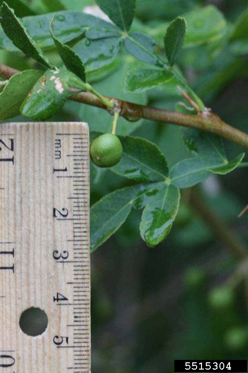 Hesperethusa crenulata (Naringi crenulata cv. Hesperethusa crenulata ...