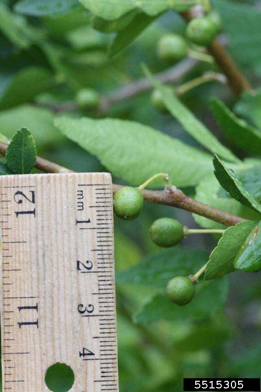 Hesperethusa crenulata (Naringi crenulata cv. Hesperethusa crenulata)