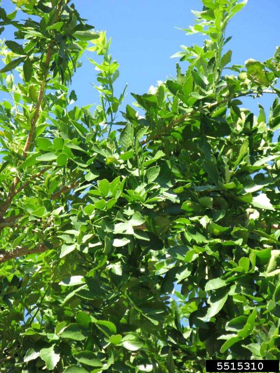 Hesperethusa crenulata (Naringi crenulata cv. Hesperethusa crenulata ...