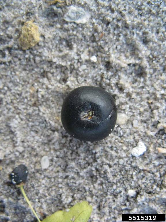 Hesperethusa crenulata (Naringi crenulata cv. Hesperethusa crenulata ...