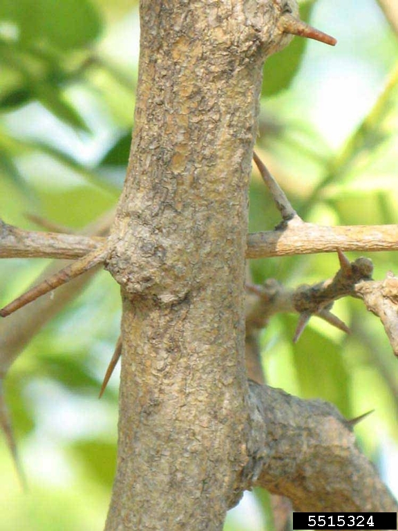 Hesperethusa crenulata (Naringi crenulata cv. Hesperethusa crenulata ...