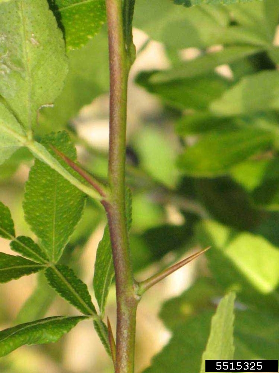 Hesperethusa crenulata (Naringi crenulata cv. Hesperethusa crenulata ...