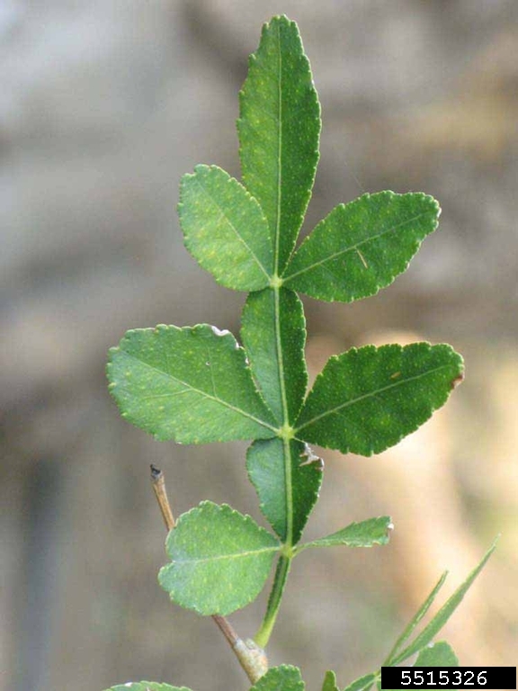 Hesperethusa crenulata (Naringi crenulata cv. Hesperethusa crenulata)