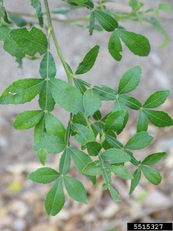 Hesperethusa crenulata, Naringi crenulata cv. Hesperethusa crenulata ...