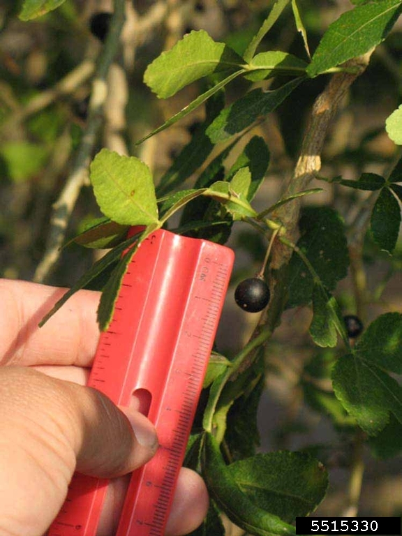 Hesperethusa crenulata (Naringi crenulata cv. Hesperethusa crenulata ...