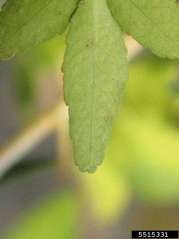 Hesperethusa crenulata (Naringi crenulata cv. Hesperethusa crenulata ...