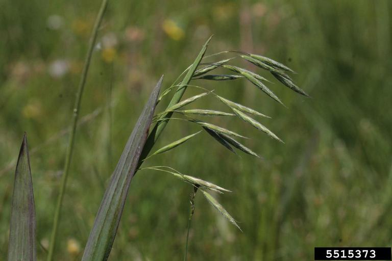 arctic brome (Bromus kalmii)