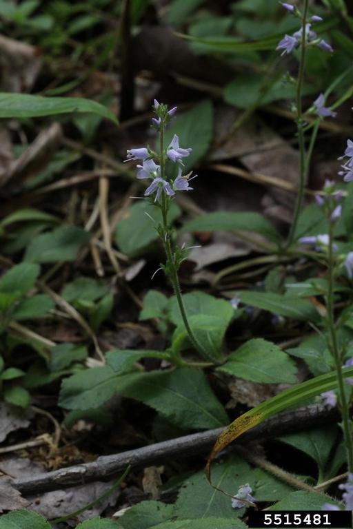 common speedwell (Veronica officinalis L.)