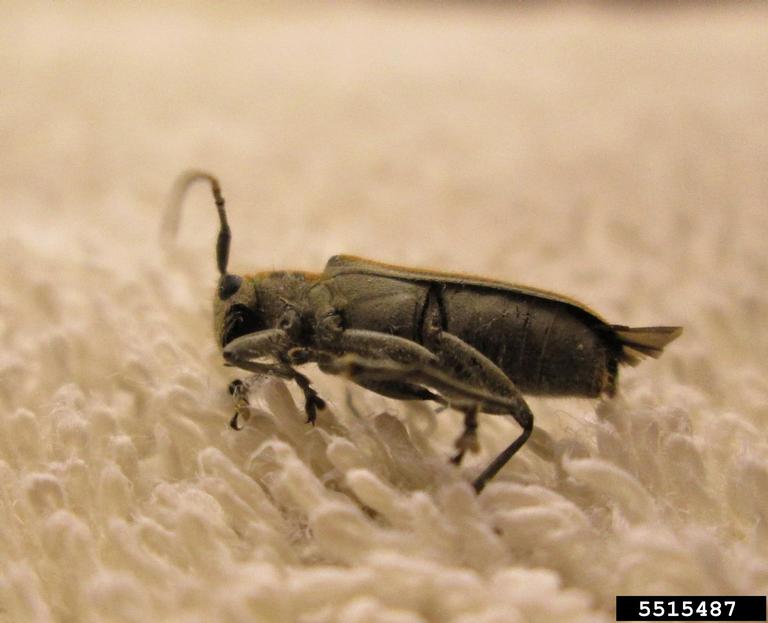 fireflies (Genus Photinus Laporte 1833)