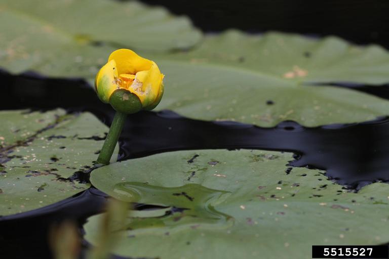 variegated yellow pond-lily (Nuphar variegata Engelm. ex Durand)