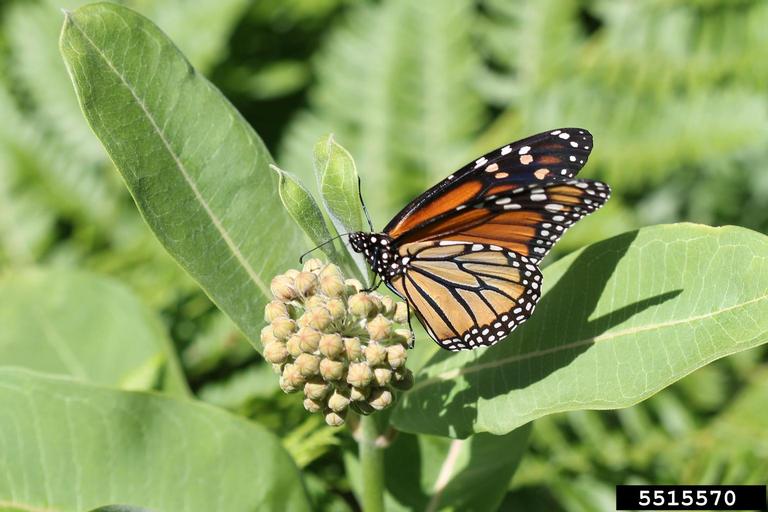 monarch butterfly (Danaus plexippus)