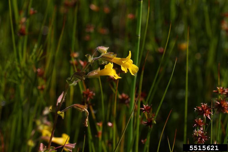 Mimulus Glabratus
