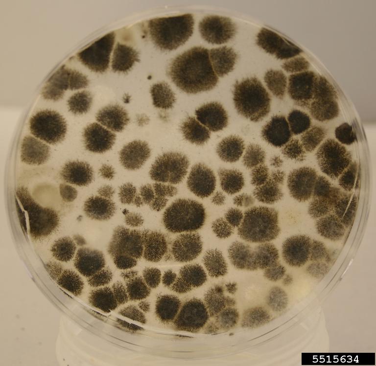 charcoal rot (Macrophomina phaseolina)