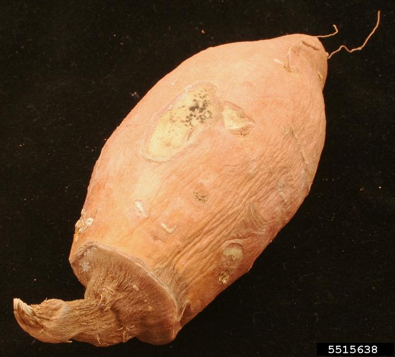 charcoal rot (Macrophomina phaseolina)