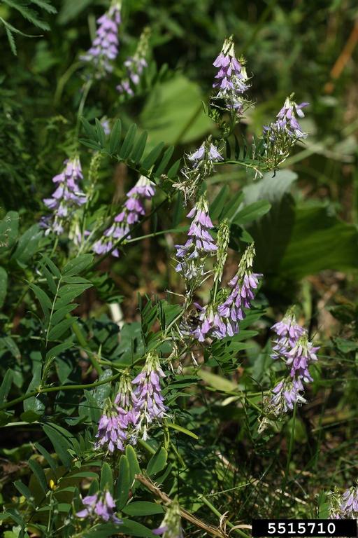 goatsrue (Galega officinalis L.)