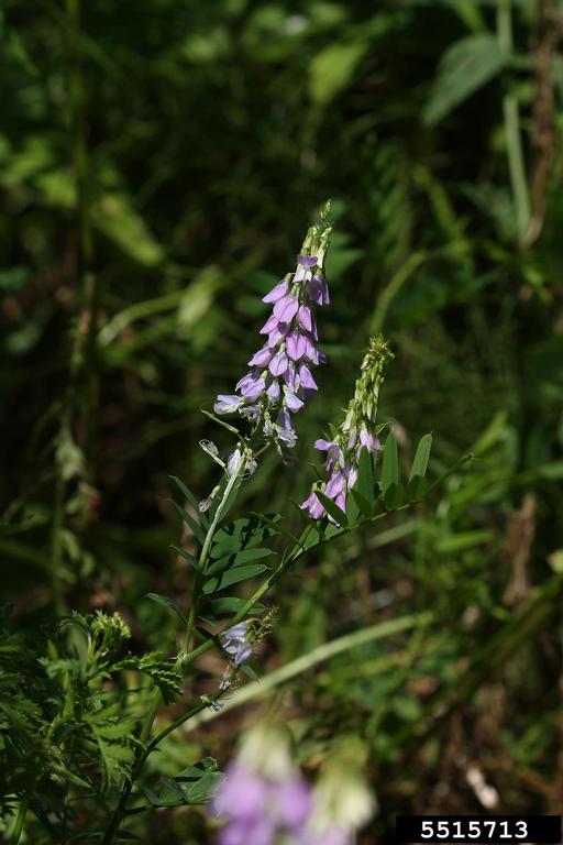 goatsrue (Galega officinalis L.)