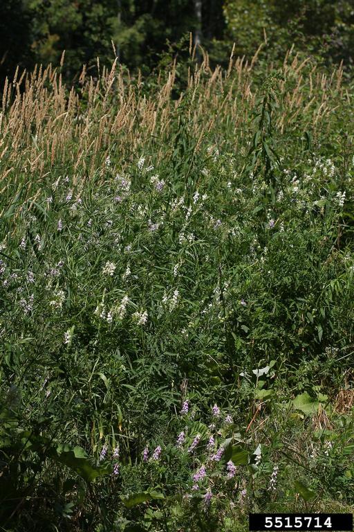 goatsrue (Galega officinalis)