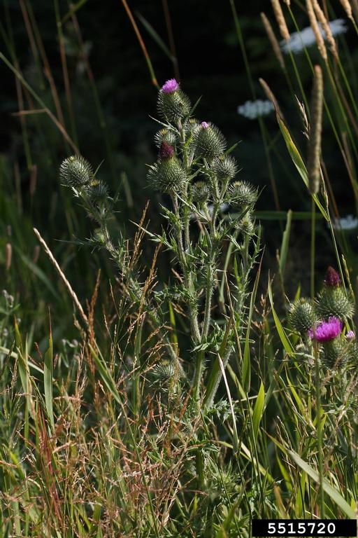 bull thistle (Cirsium vulgare (Savi) Ten.)