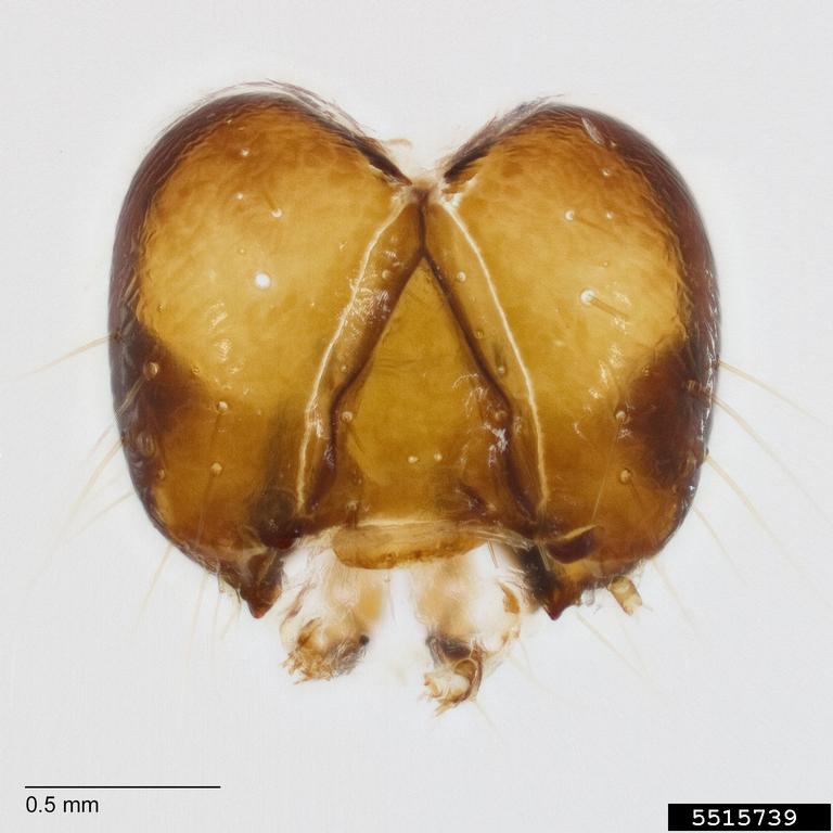carob moth, Apomyelois ceratoniae (Lepidoptera: Pyralidae) - 5515739