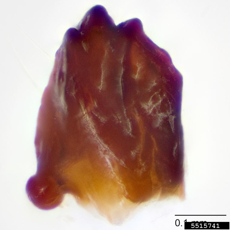 Ectomyelois ceratoniae (Zeller, 1839)