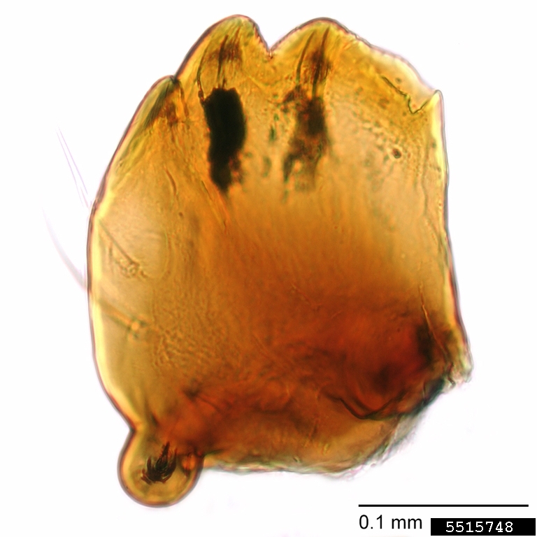 almond moth (Cadra cautella)