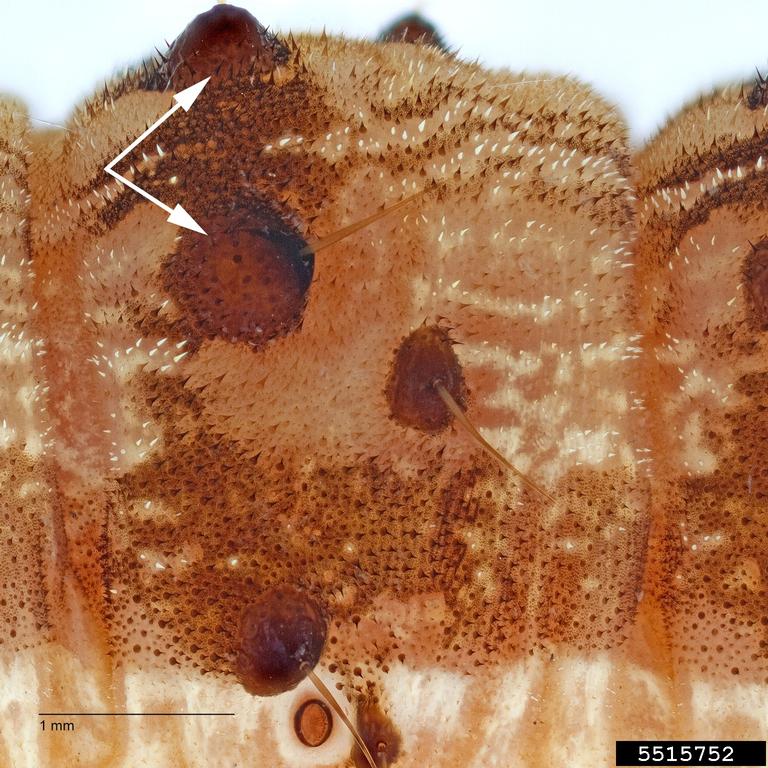 tobacco budworm (Chloridea virescens)