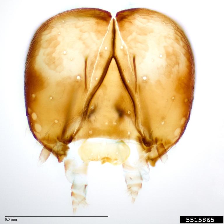 peach twig borer (Genus Anarsia Zeller, 1839)