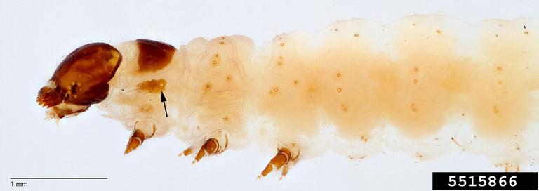 peach twig borer (Genus Anarsia)