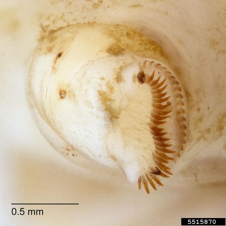 leaf worm (Genus Copitarsia Hampson 1906)