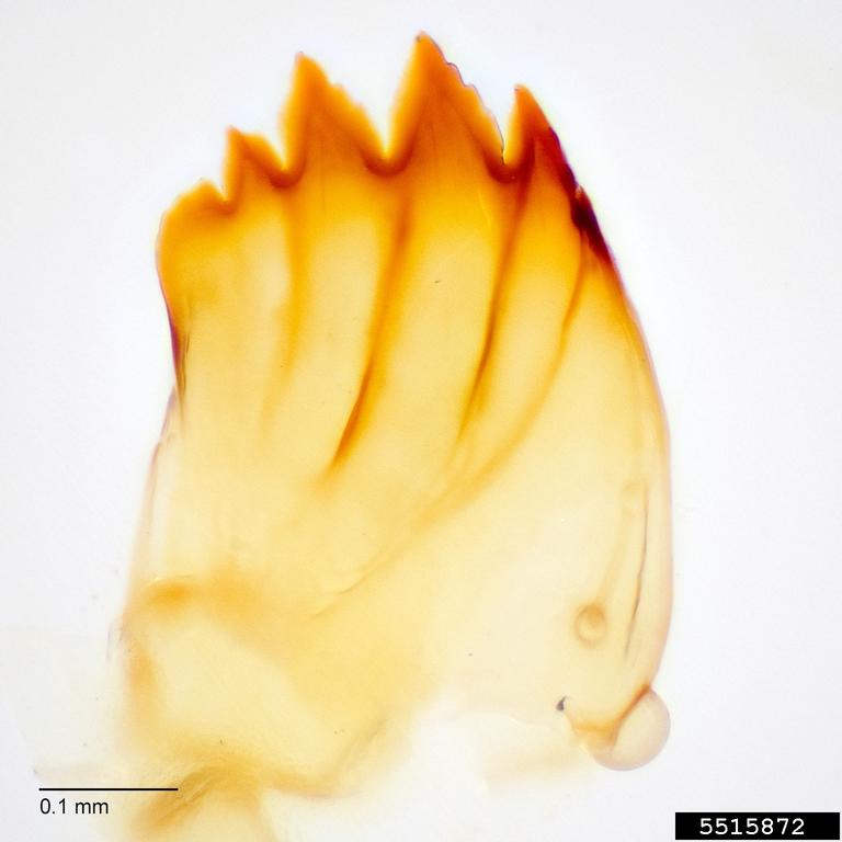 leaf worm (Genus Copitarsia Hampson, 1906)