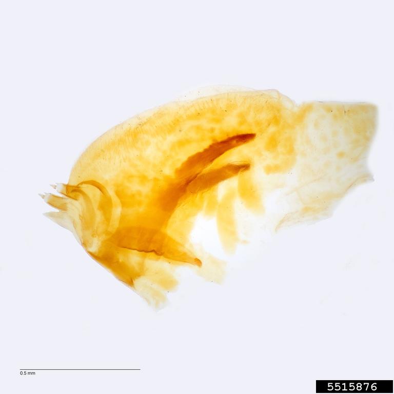 copitarsia worm (Copitarsia decolora (Guenée, 1852))