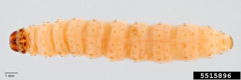 codling moth (Cydia pomonella)