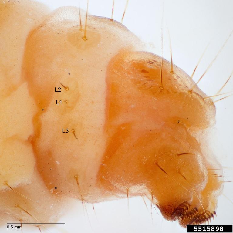 codling moth (Cydia pomonella (Linnaeus))