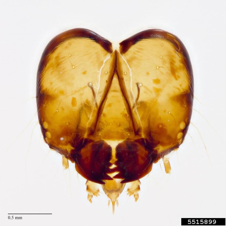 codling moth (Cydia pomonella)