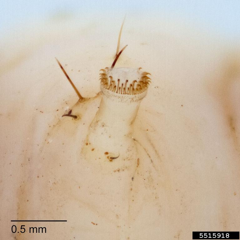 pickleworm (Diaphania nitidalis)