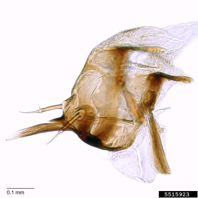 pickleworm (Diaphania nitidalis (Stoll in Cramer & Stoll, 1781))