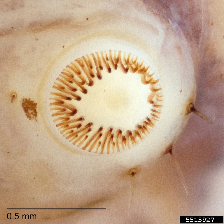 new world stalkborer (Diatraea considerata Heinrich)