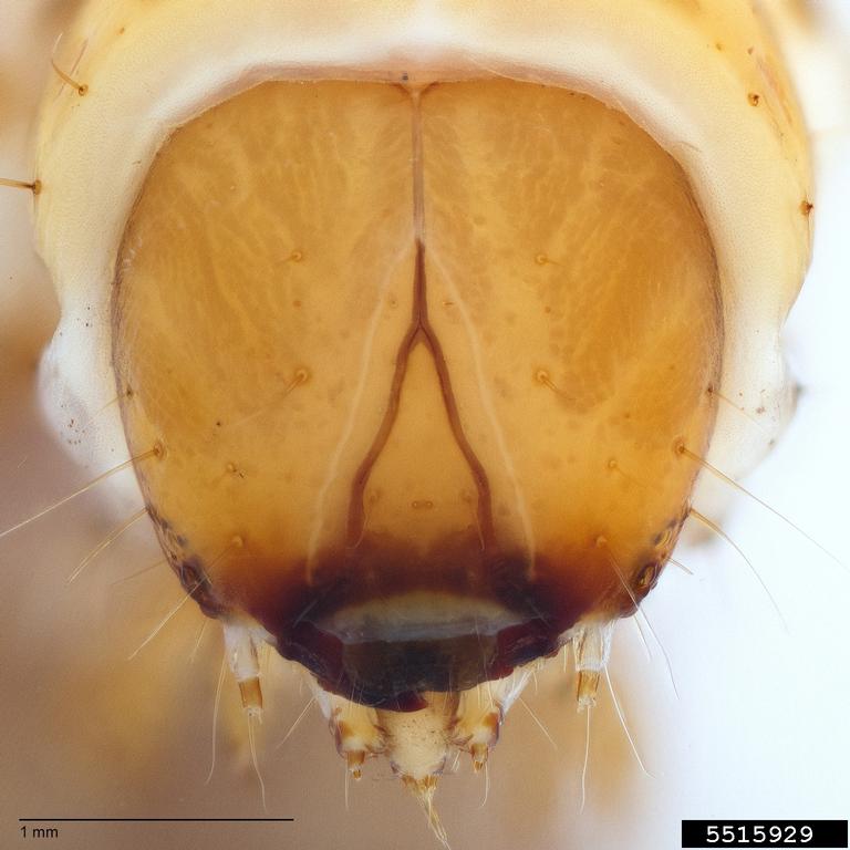 new world stalkborer (Diatraea considerata Heinrich)