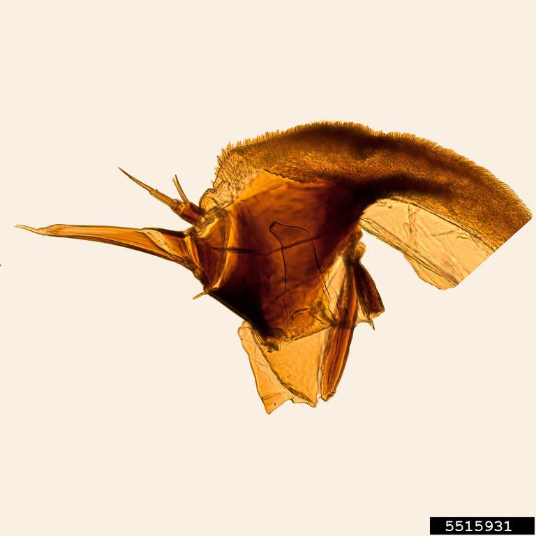 new world stalkborer (Diatraea considerata)