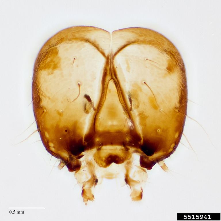 neotropical corn stalk borer (Diatraea lineolata (Walker, 1856))