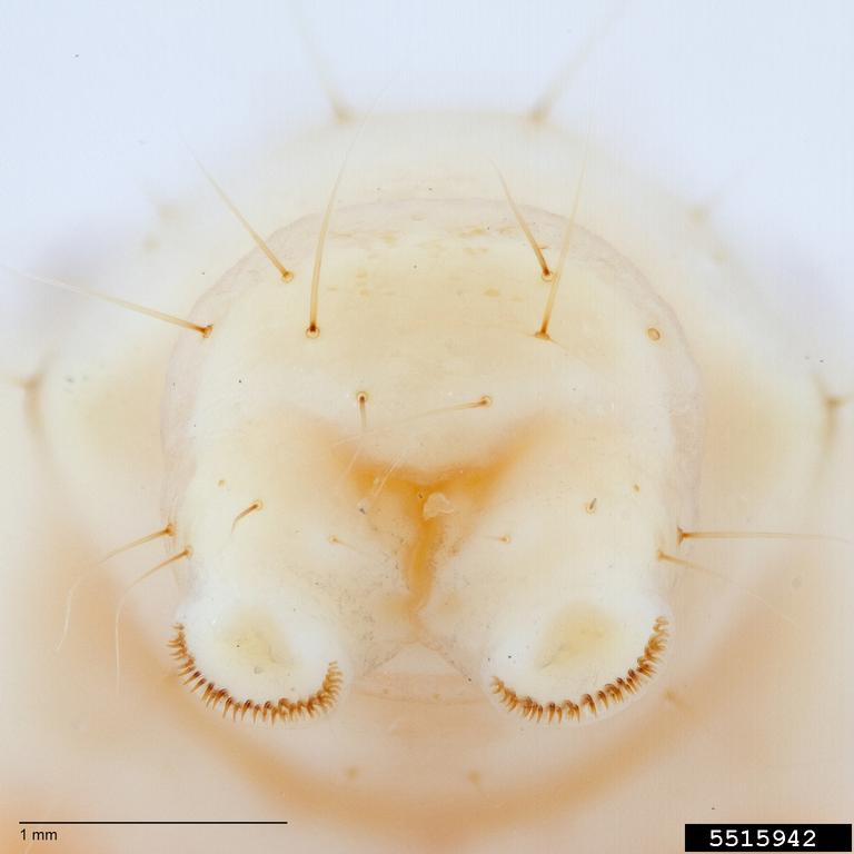 neotropical corn stalk borer (Diatraea lineolata)