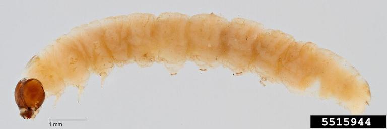 plum fruit moth (Grapholita funebrana (Treitschke))