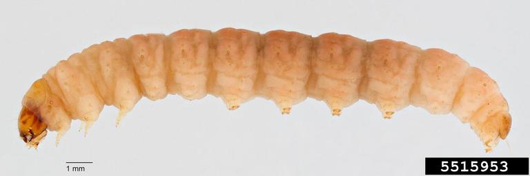 Oriental fruit moth (Grapholita molesta (Busck))