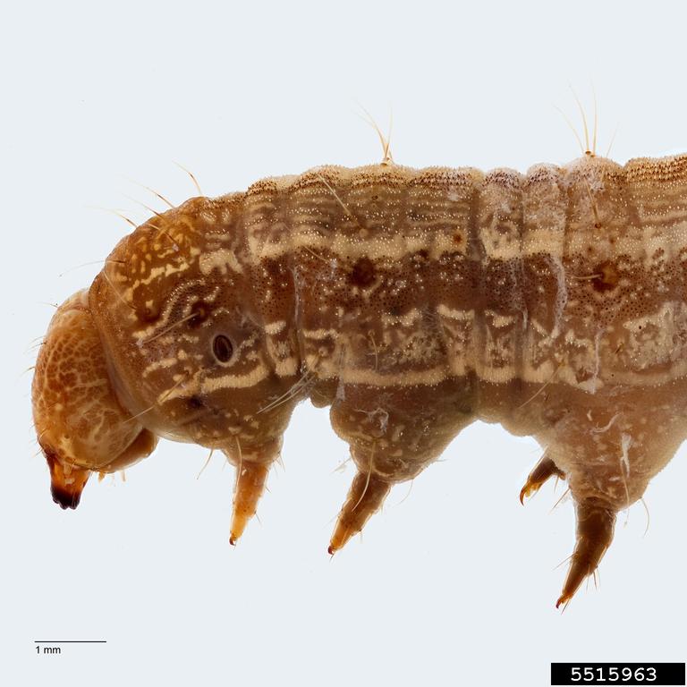 old world bollworm, cotton bollworm (Helicoverpa armigera)