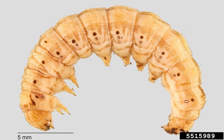 corn earworm, tomato fruitworm (Helicoverpa zea)