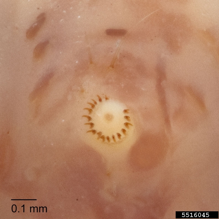 pink bollworm (Pectinophora gossypiella (Saunders))