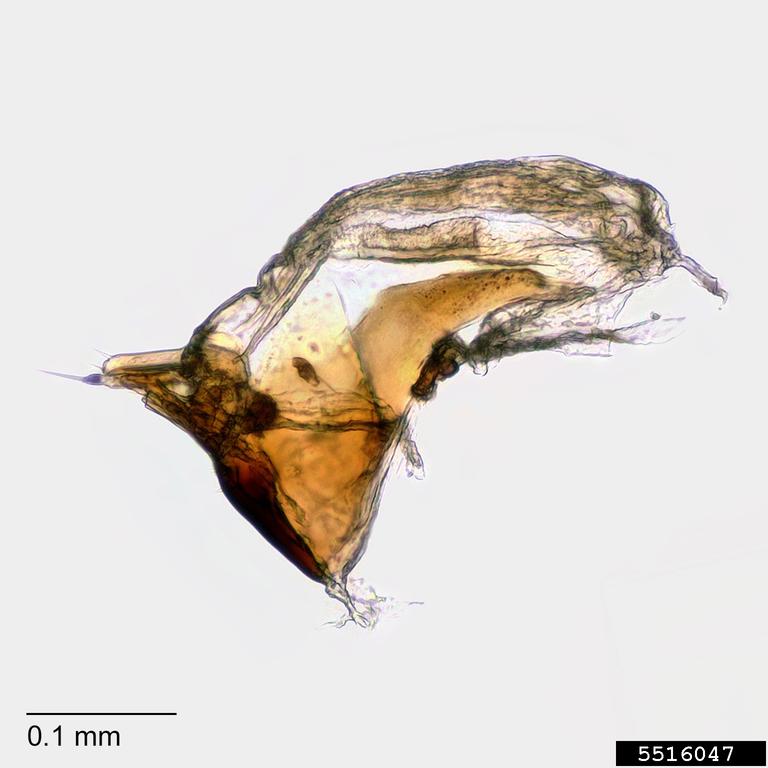 pink bollworm (Pectinophora gossypiella)