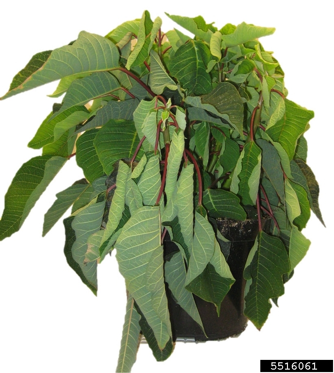 Pythium root and stem rot (Pythium aphanidermatum (Edson) Fitzp.)