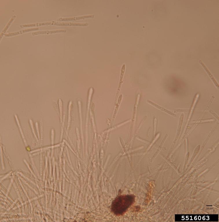 Boxwood blight (Calonectria pseudonaviculata)